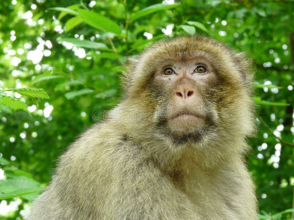 Macaque or Magot Monkey stock photo. Image of cute, asia - 9868172