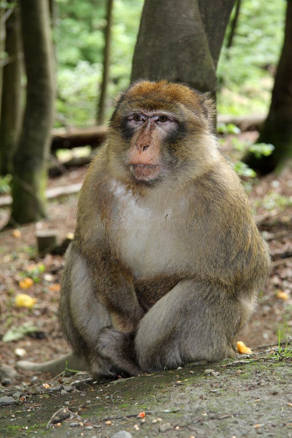 Macaque, Mammal, Fauna, Primate Picture. Image: 120654357