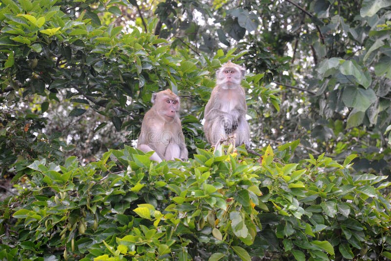 Macaque stock image. Image of beautiful, mauritian, exotic - 56597795
