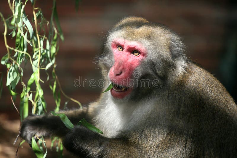 Monkey Thinking Finger Mouth Stock Photos - Free & Royalty-Free Stock ...