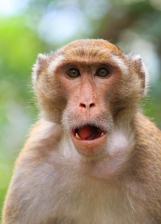 Happy Laughing Macaque Monkey Stock Photo - Image of happy, monkey ...