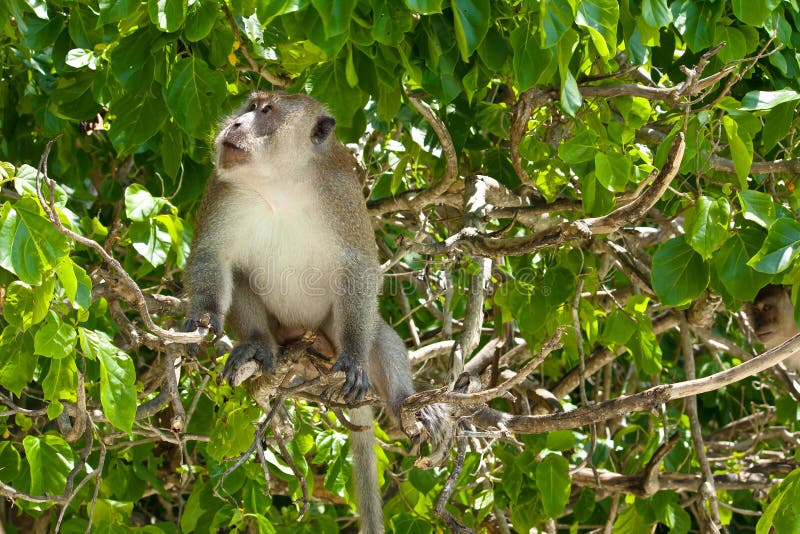 Macaque monkey stock image. Image of macaque, cute, furry - 22309279