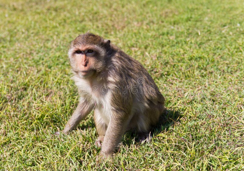 Macaque monkey stock photo. Image of park, macaca, thailand - 23093644