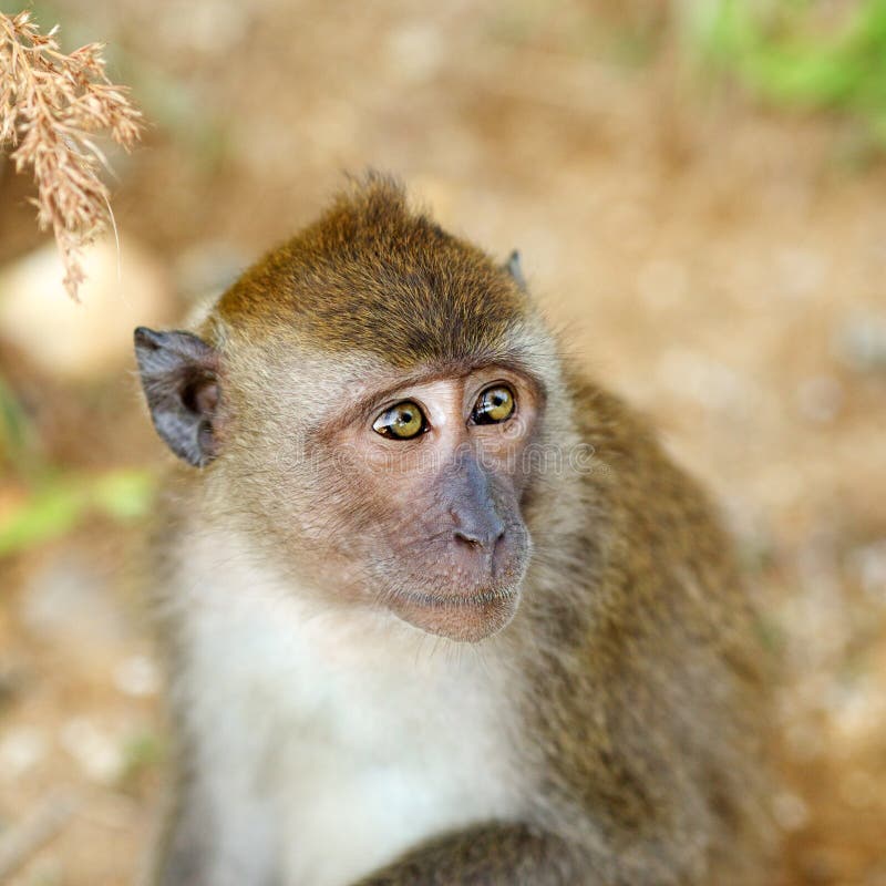 Macaque Monkey stock photo. Image of creature, infant - 23487568