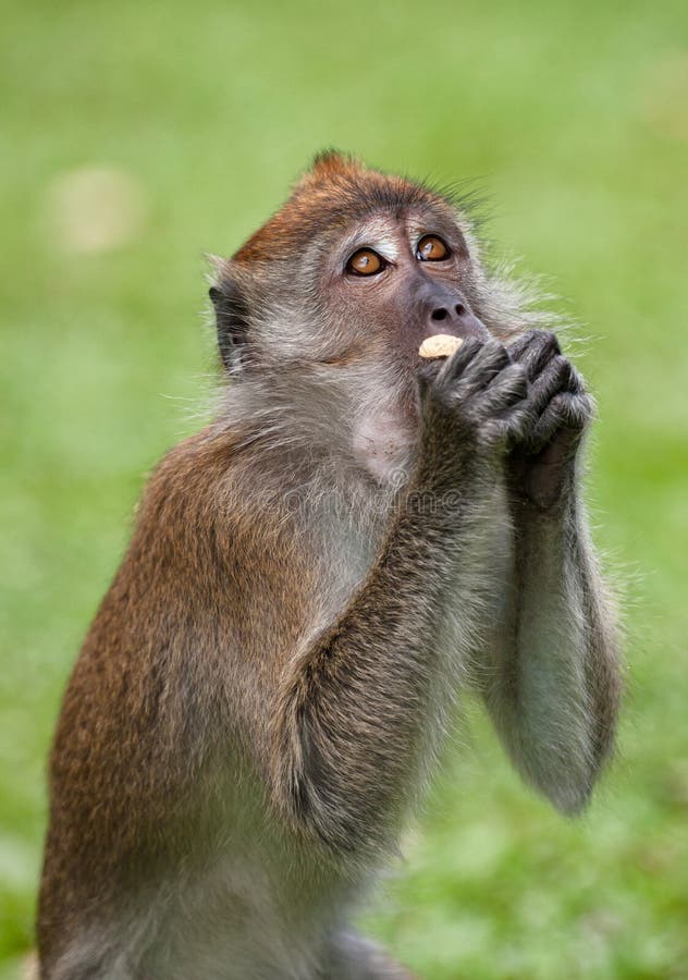 Macaque monkey stock photo. Image of sitting, wild, animal - 24659468