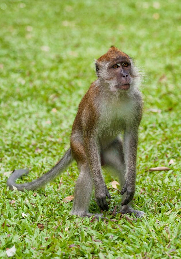 Macaque monkey stock photo. Image of cute, tree, nature - 24721642