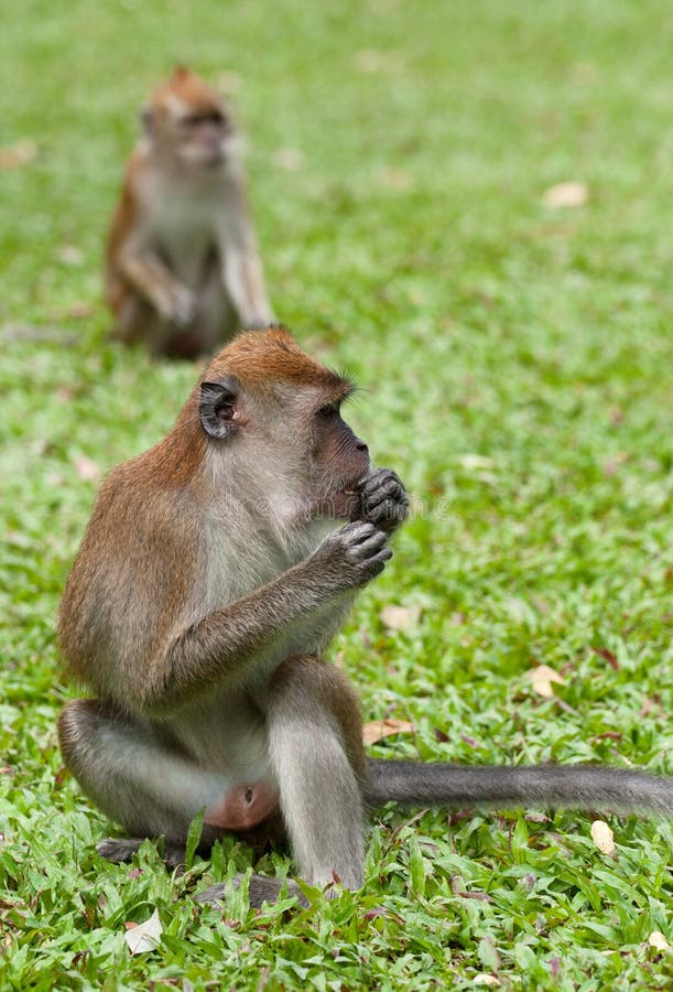 Macaque monkey stock image. Image of wildlife, penang - 25525407