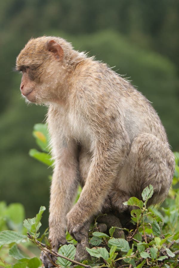 Macaque monkey stock photo. Image of primate, nature - 26547094