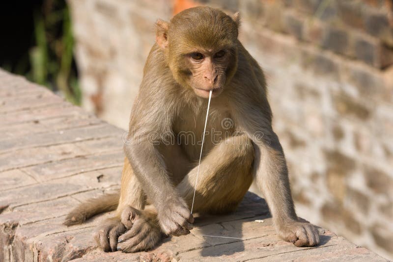 Macaque monkey stock photo. Image of sitting, fauna, facial - 28304288