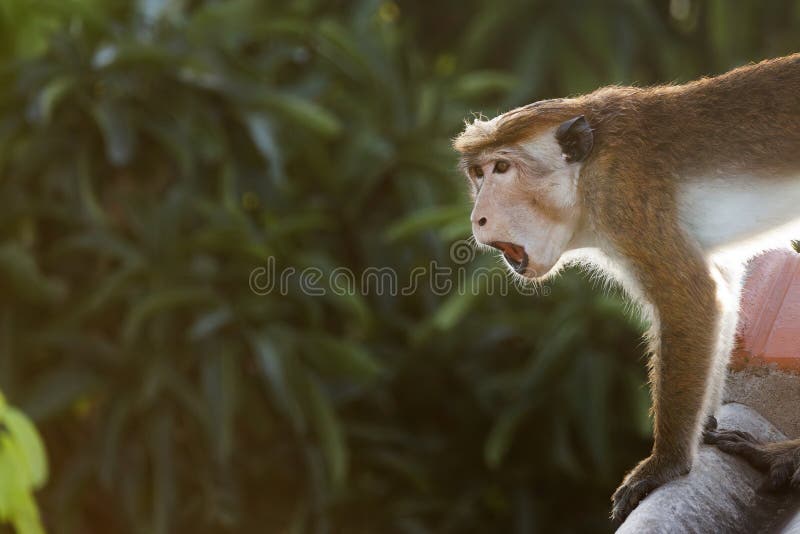 Macaque Monkey Alert in Natural Habitat Stock Photo - Image of forest ...