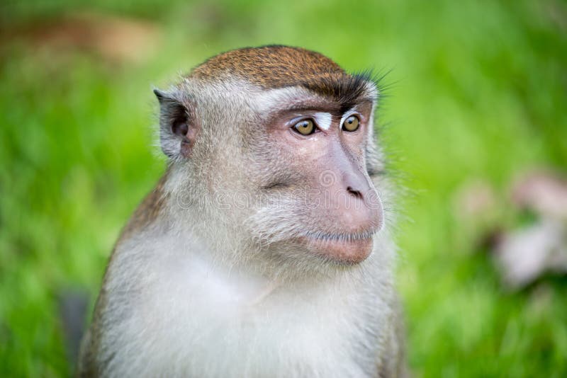 Macaque monkey stock image. Image of color, environment - 53746287