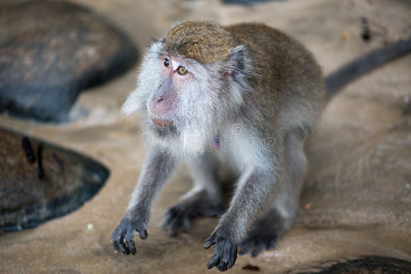 Macaque monkey stock image. Image of funny, bako, beauty - 53746391