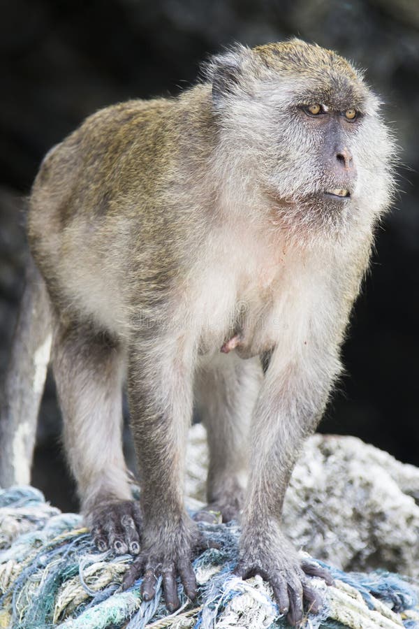 Fat Macaque Photos - Free & Royalty-Free Stock Photos from Dreamstime