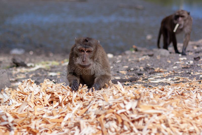 Macaque Monkey Chooses Food from Pile of Bread Crusts on Ground ...