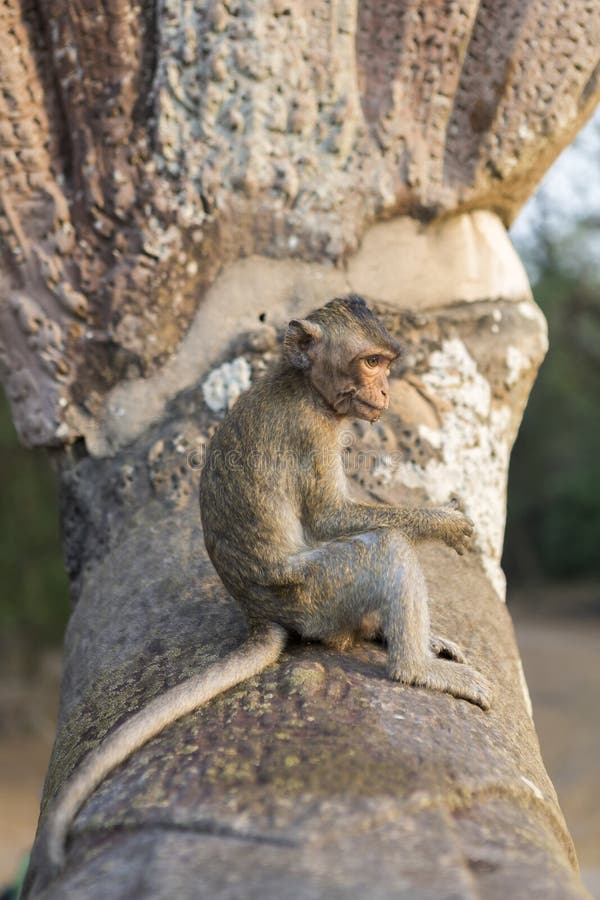 Macaque Monkey Eating on Ancient Ruins of Angkor, Cambodia Stock Image ...