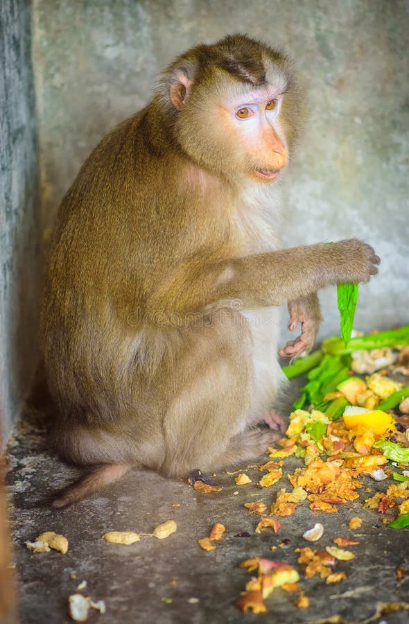 Macaque Monkey Eating at the Beijing Zoo Stock Image - Image of ...