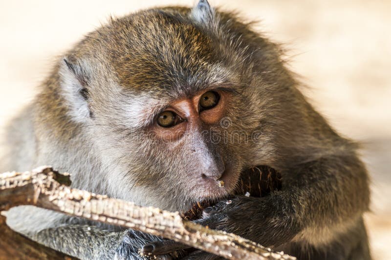 Macaque Monkey Eating Coconut on the Nature Stock Photo - Image of ...