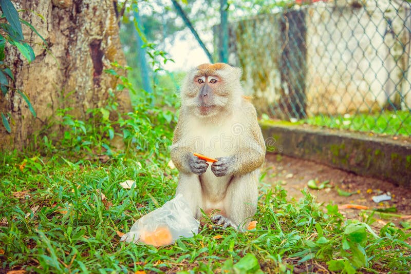 Macaque monkey eating food stock image. Image of asia - 91106421