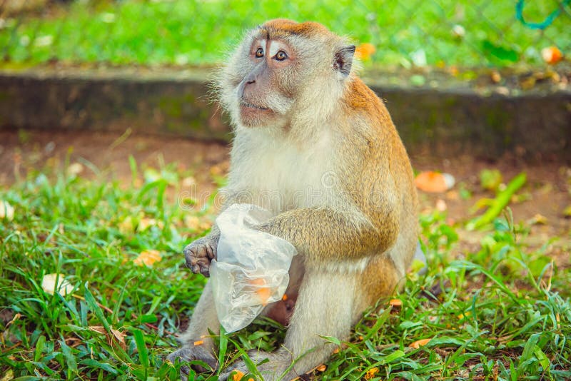 Macaque monkey eating food stock image. Image of long - 91106435