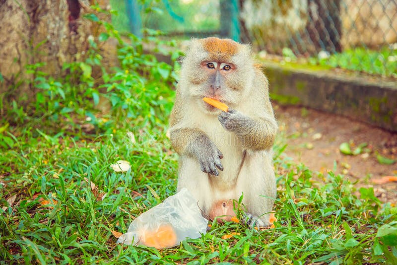 Macaque monkey eating food stock image. Image of jungle - 91106443