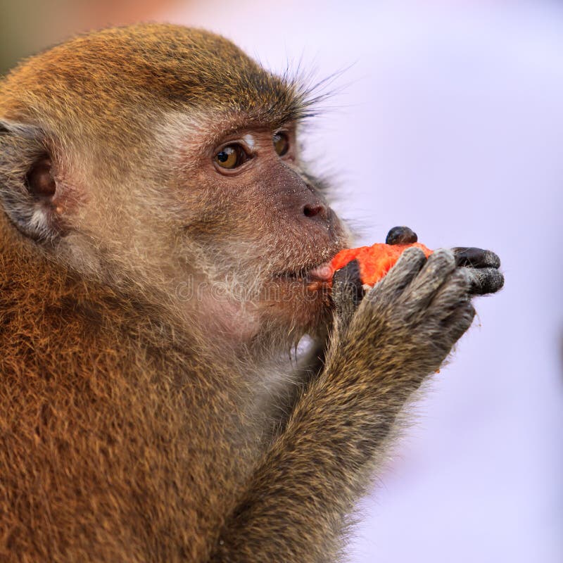 Macaque Monkey Eating Fruit Stock Image - Image of rain, tree: 16644193