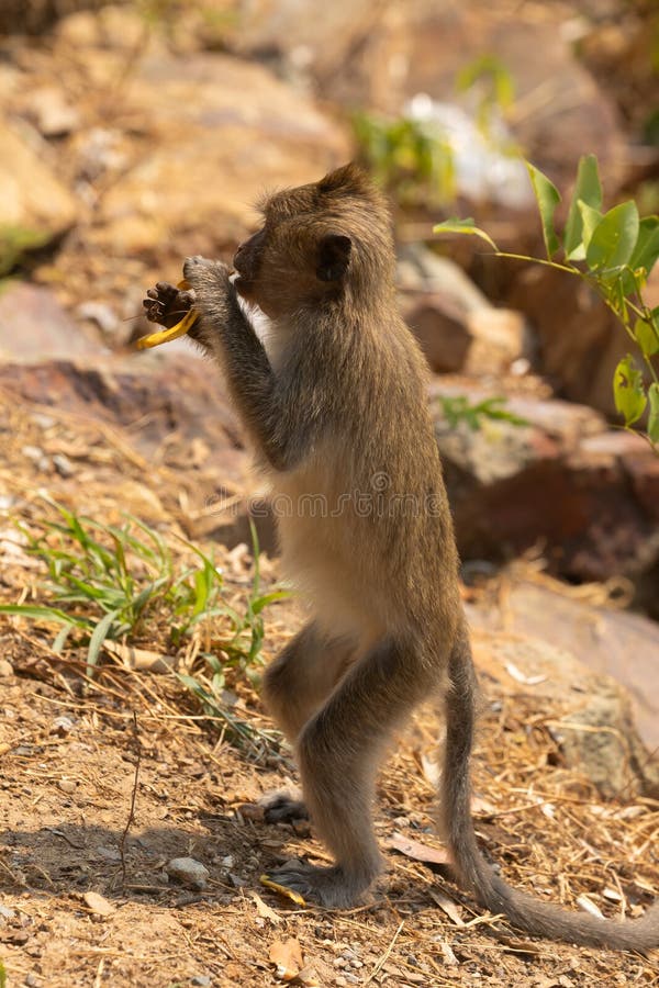 Macaque Monkey, Eating Some Fruit, Gulf of Thailand Stock Image - Image ...