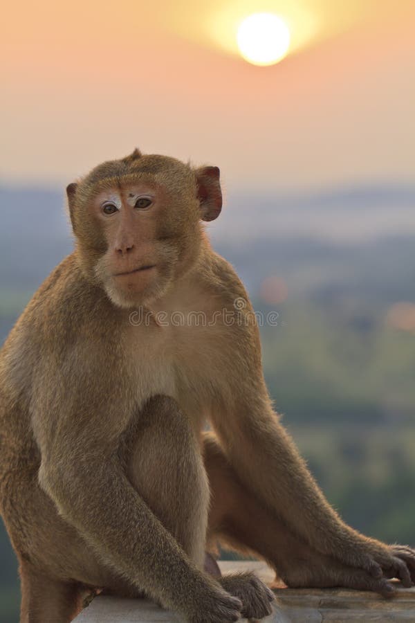 Macaque monkey Close-up stock image. Image of cute, portrait - 30285911