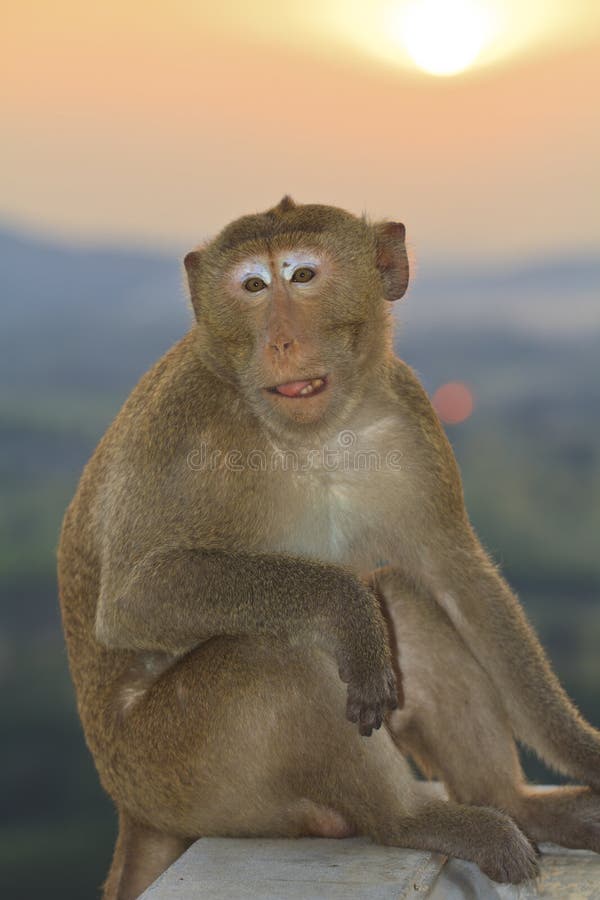 Macaque monkey Close-up stock image. Image of animal - 30285919