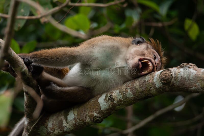 Macaque Monkey in the Forest Lying on a Tree Branch. she Yawns, Close ...