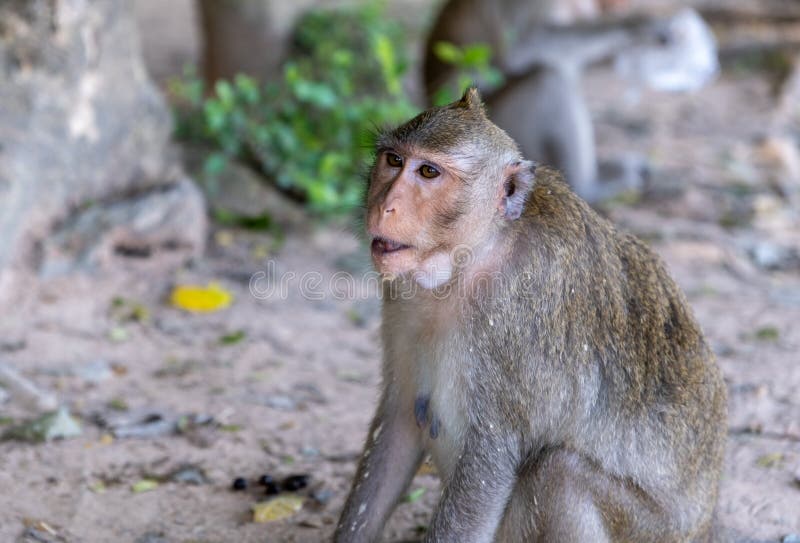 The Macaque Monkey in Forest Next To Angkor Wat. Siem Reap Stock Image ...