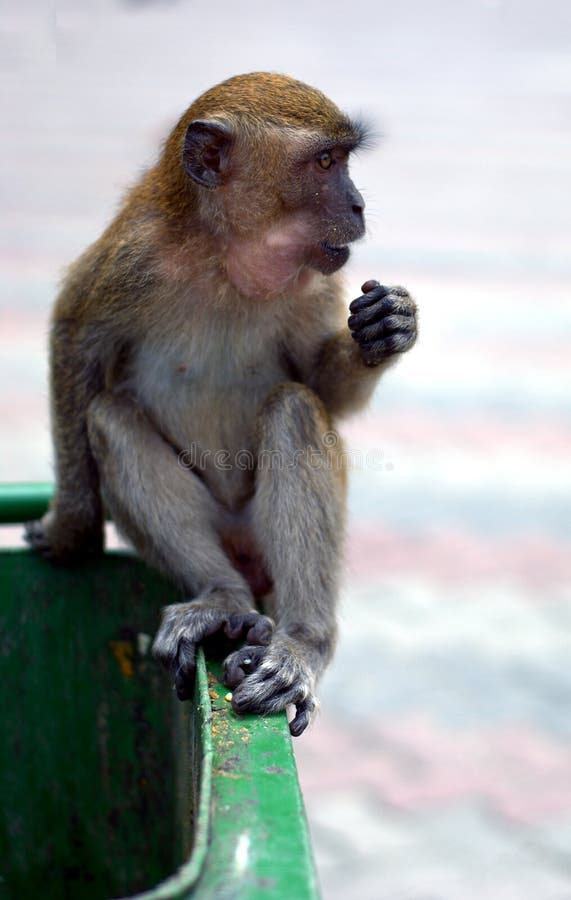 Macaque Monkey on Garbage Bin Stock Image - Image of furry, portrait ...