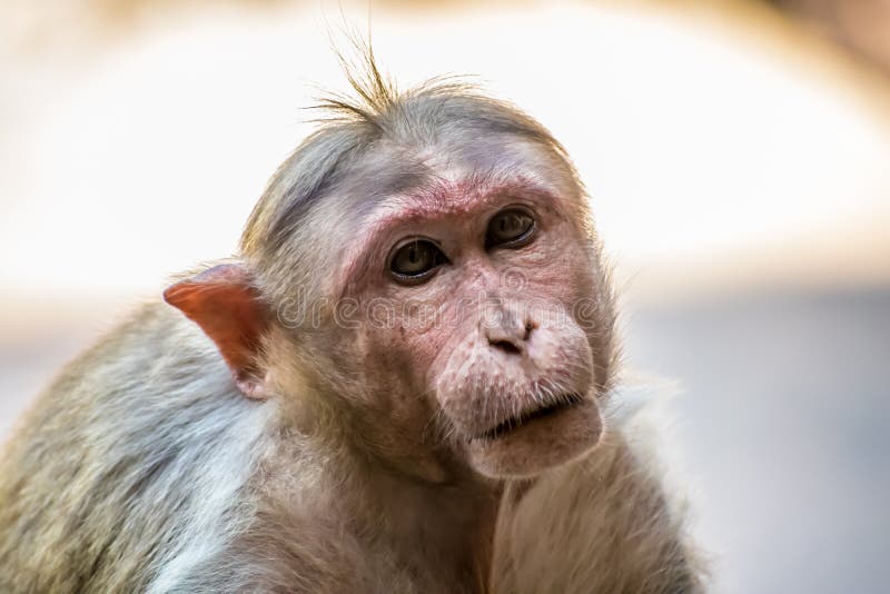 Macaque stock image. Image of macaque, monkey, isolated - 88066549