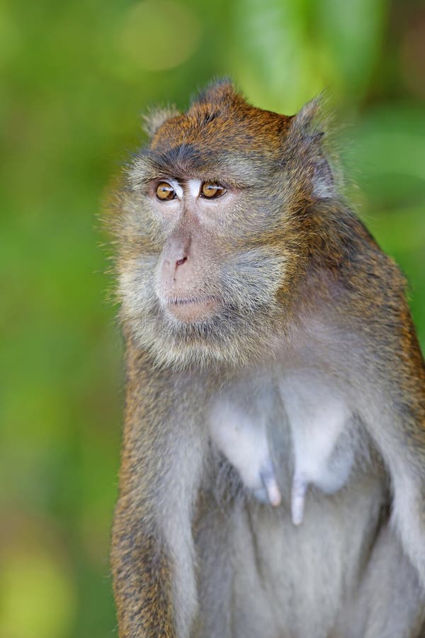 Macaque Monkey stock photo. Image of forest, tree, macaque - 31706678