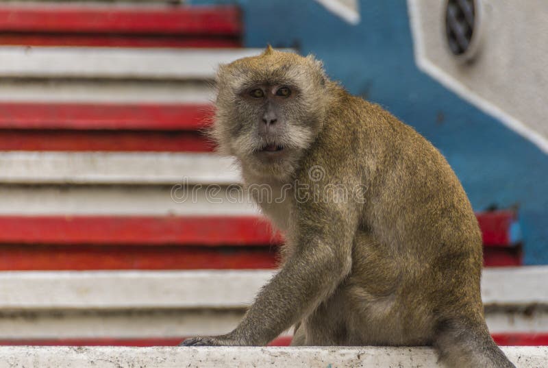A Macaque monkey stock photo. Image of blue, fauna, monkey - 54440870