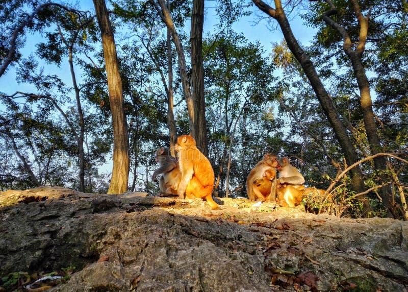 Macaque Monkey Live on Mountain Stock Photo - Image of rhesus, eyes ...