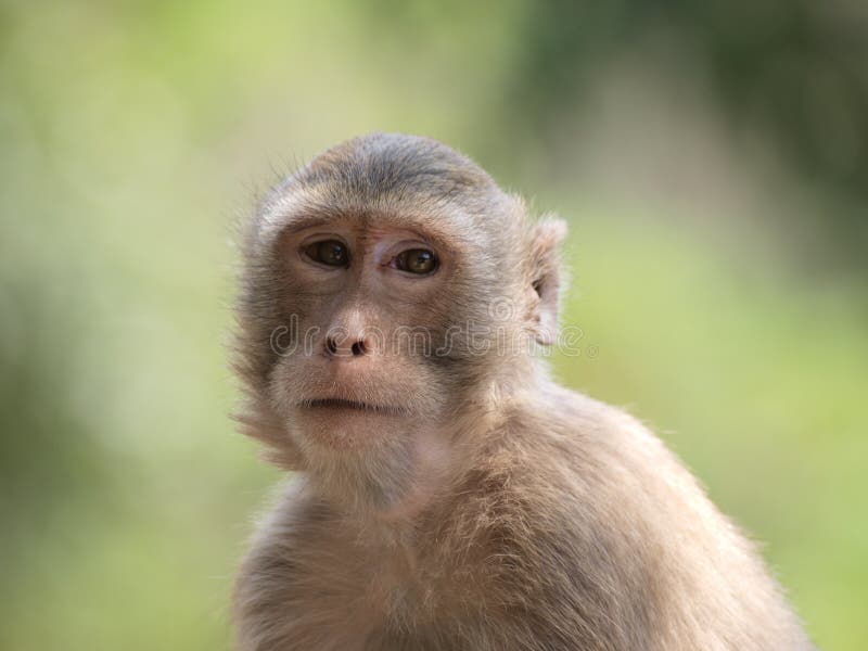 Macaque Monkey Looks into Camera Stock Photo - Image of monkey, primate ...