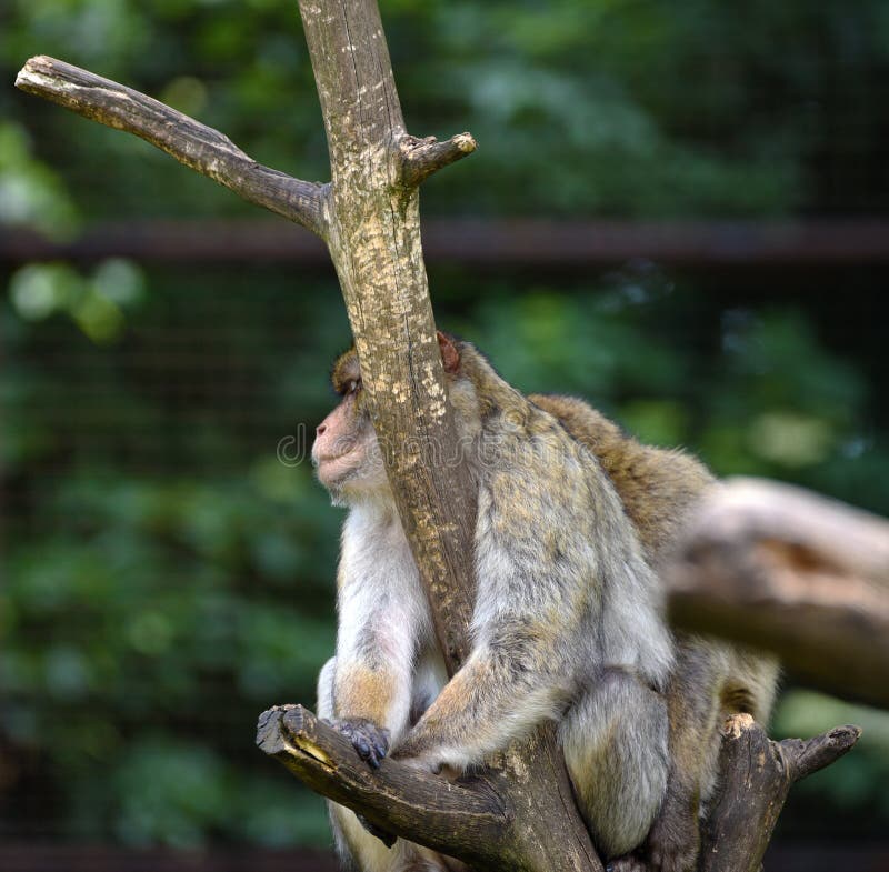 Macaque Monkey Lying in Hot Day Stock Photo - Image of wildlife, cute ...