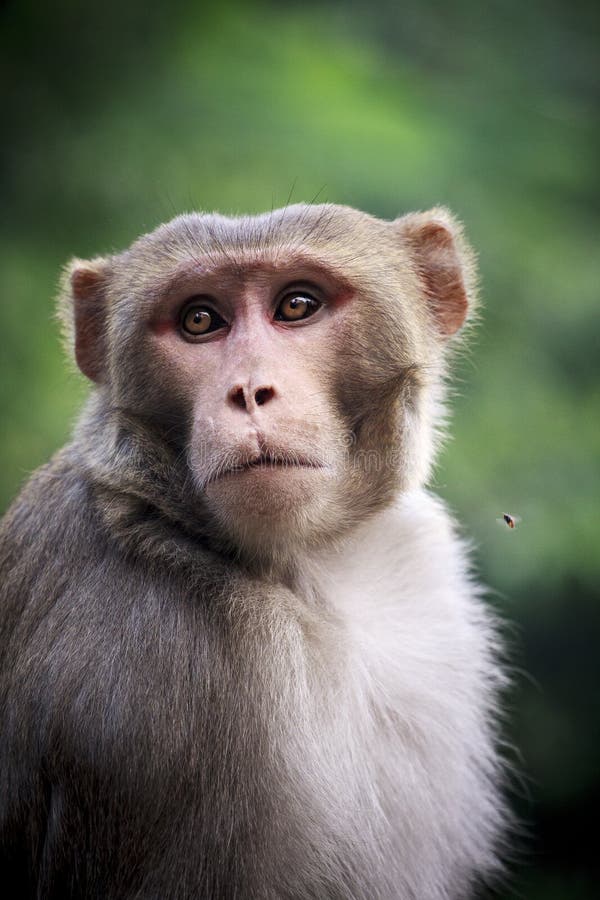 Macaque Monkey (Macaca Mulatta) Stock Photo - Image of asian, grey ...