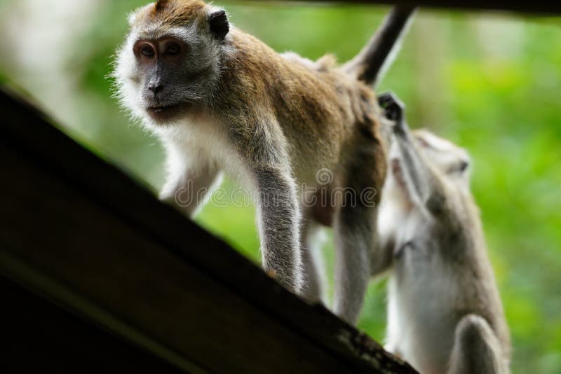 Macaque monkey stock image. Image of young, animals - 244926923