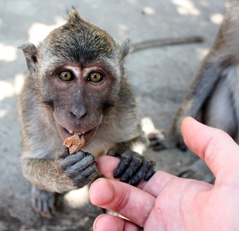 Macaque monkey stock photo. Image of monkey, species - 54121144
