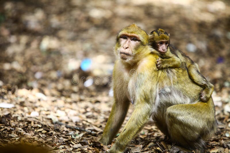 Macaque monkey in Morocco stock image. Image of portrait - 63199145