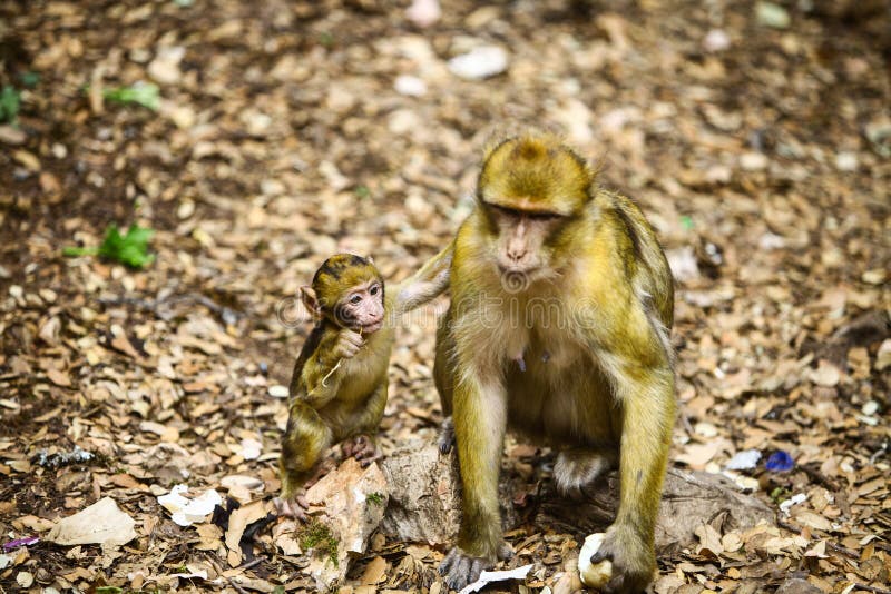 Macaque monkey in Morocco stock photo. Image of animal - 63536048