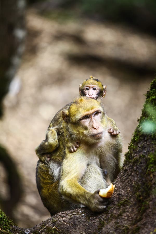 Macaque monkey in Morocco stock image. Image of cute - 63587857