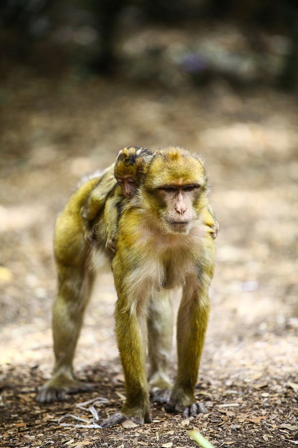 Macaque monkey in Morocco stock image. Image of africa - 63490131