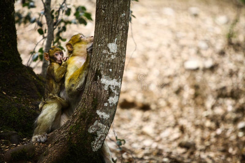 Macaque monkey in Morocco stock photo. Image of mammal - 64162746