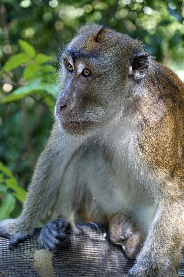 Macaque Monkey in Oslob on Cebu Island Stock Image - Image of nature ...