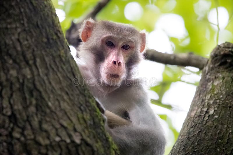 Macaque Monkey Perching on Tree Stock Image - Image of monkey, portrait ...