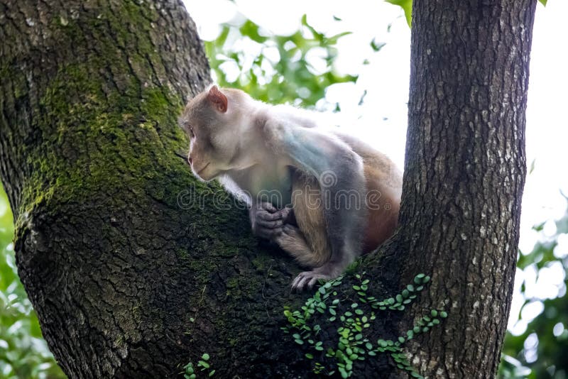 Macaque Monkey Perching on Tree Stock Image - Image of face, mammal ...