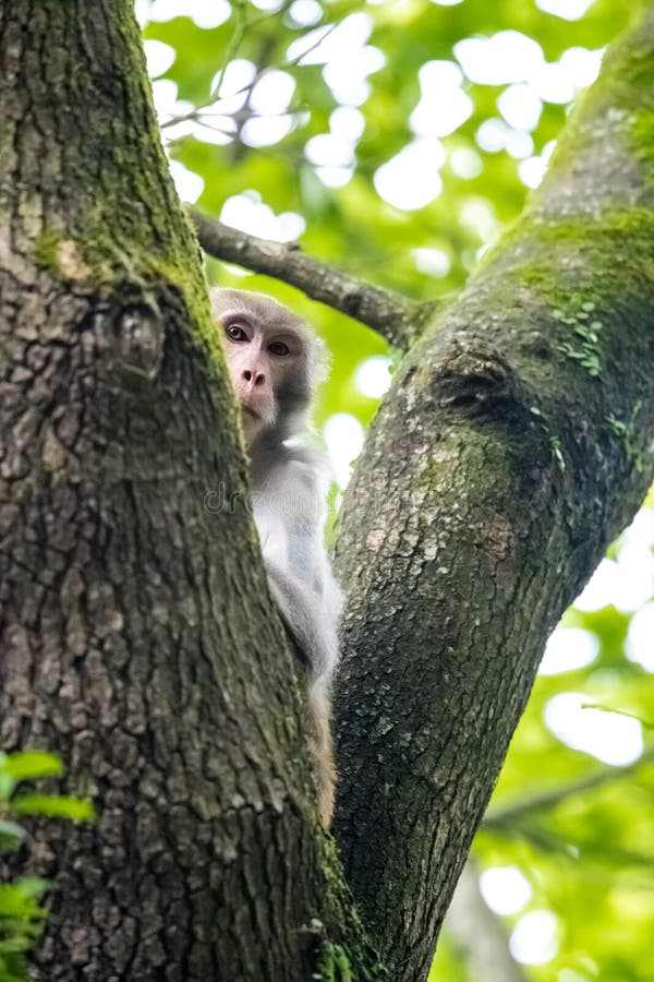 Macaque Monkey Perching on Tree Stock Image - Image of juvenile, cute ...