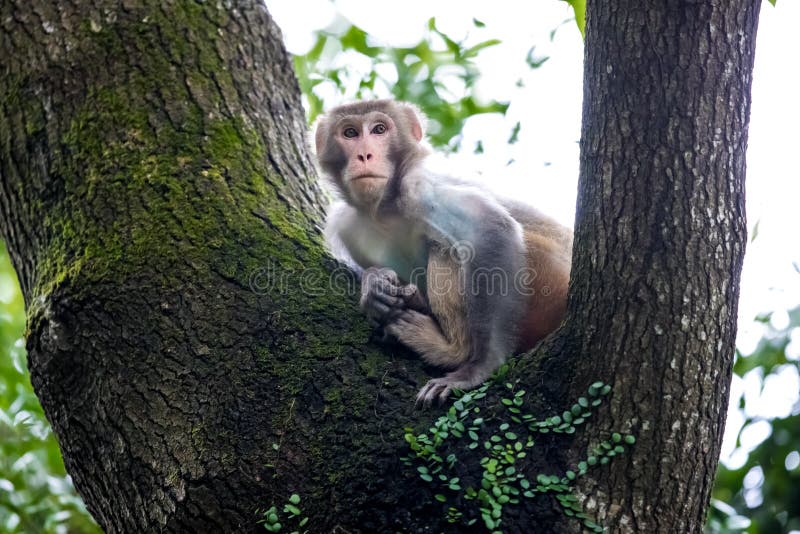 Macaque Monkey Perching on Tree Stock Photo - Image of nipple, forest ...